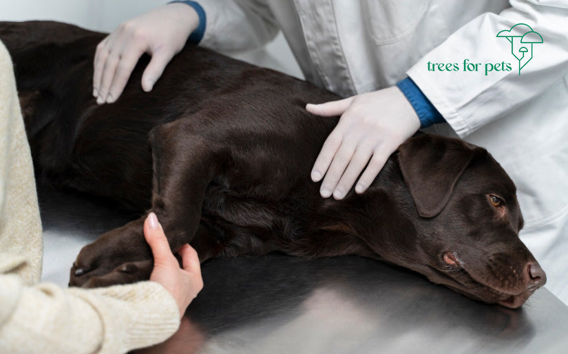 A Step-by-Step Guide to Pet Euthanasia: Saying Goodbye with Love ...