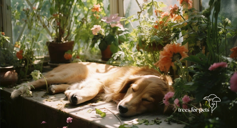 Types of Pet Funeral: Burial, Cremation, and Aquamation – Trees For Pets